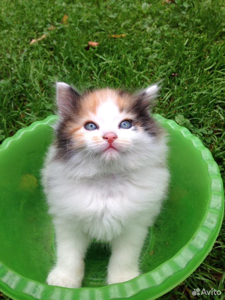 Котёнок от счастливой кошки