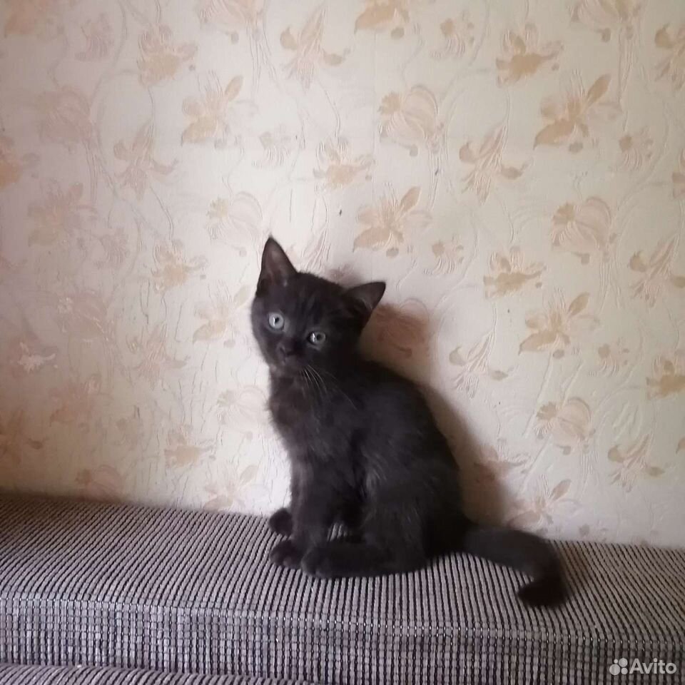 Британка без документов
