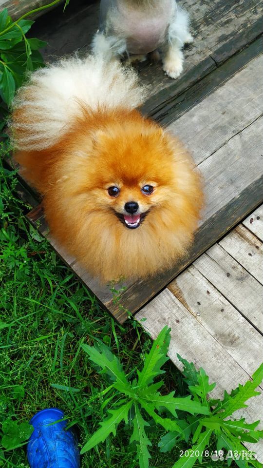 Немецкий шпиц