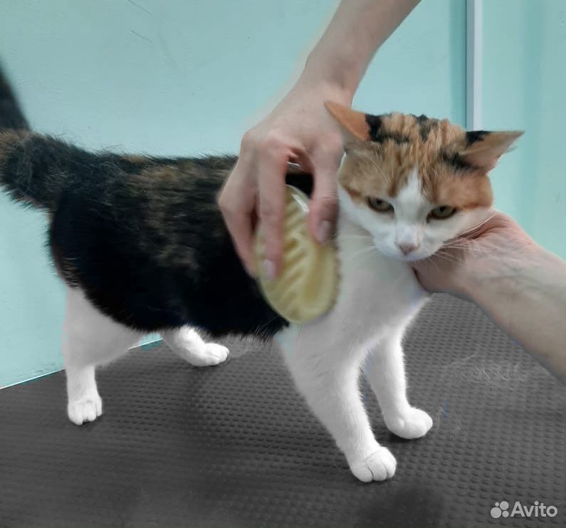 Кошка Ясенька