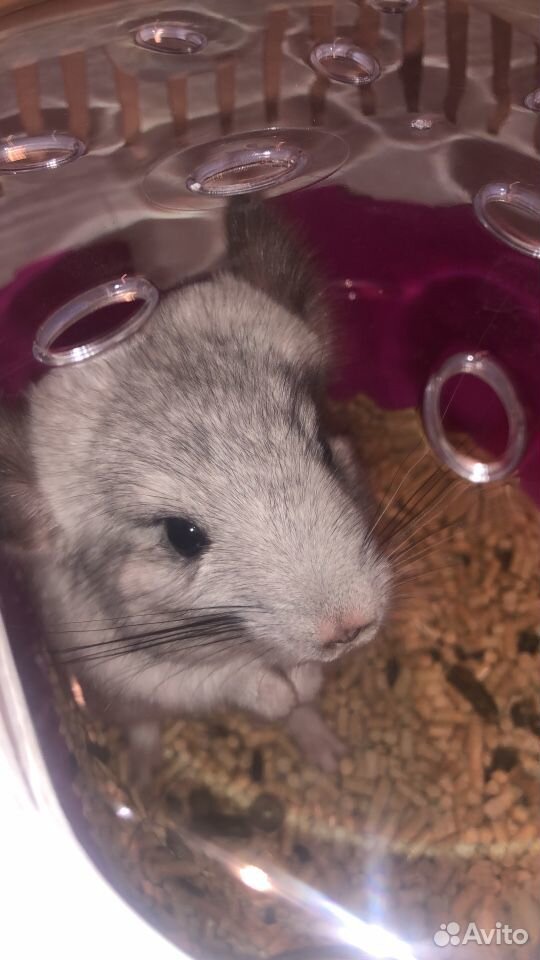 Шиншилла цветная