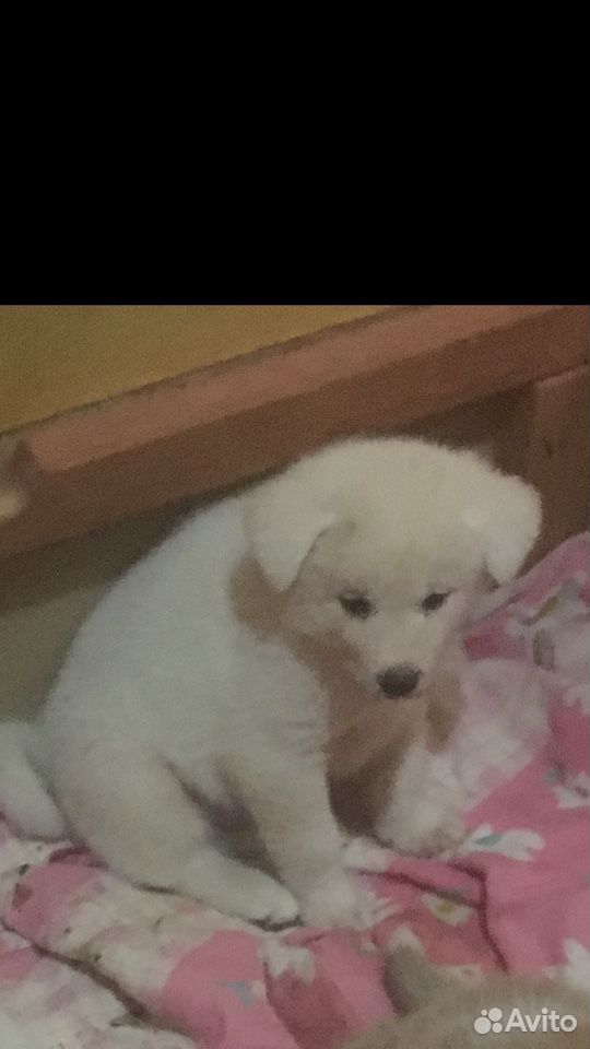 Щенки Акита ину