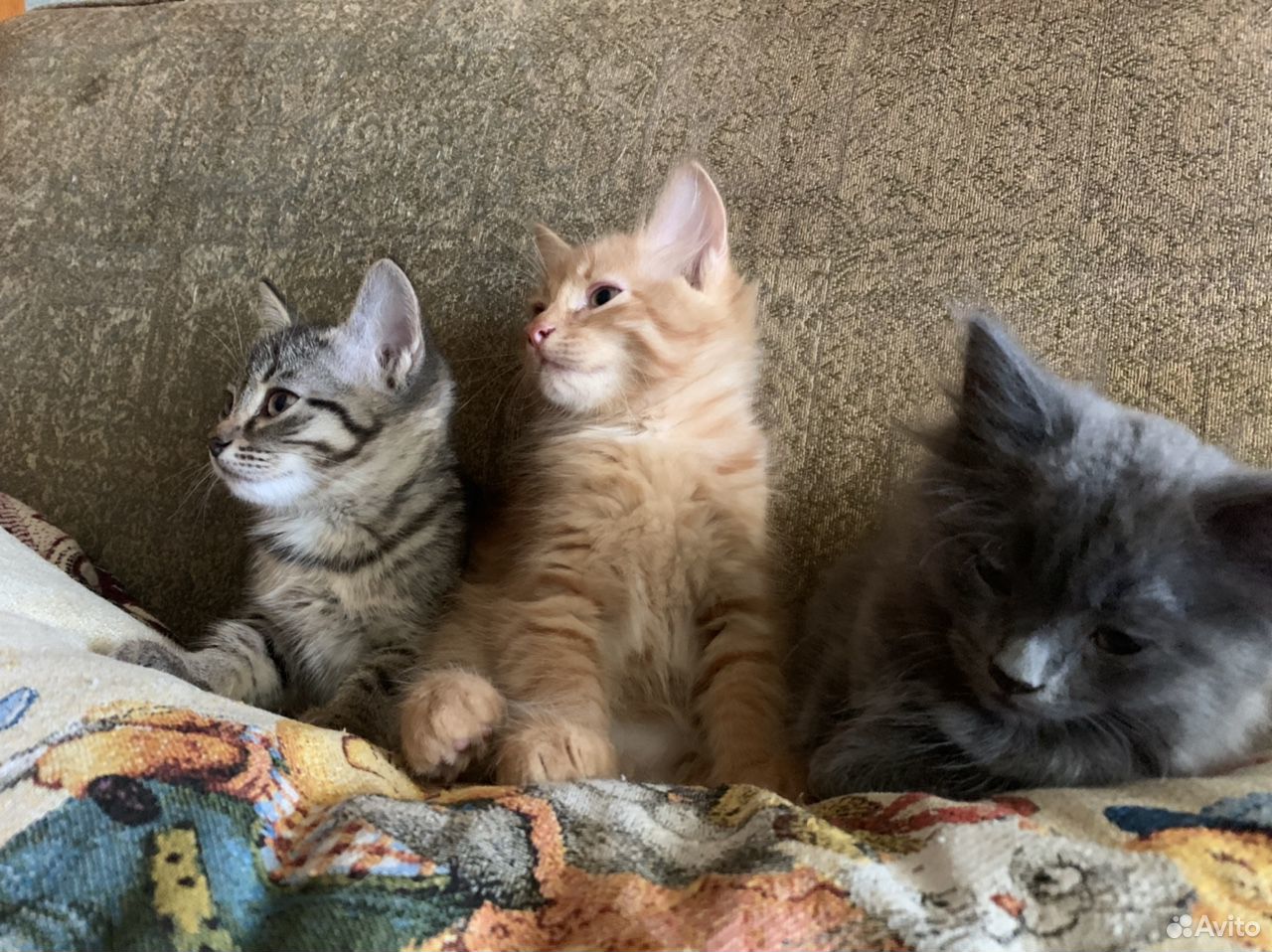 Котята