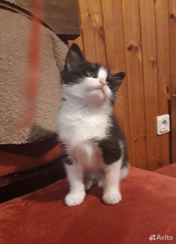 Малыш Мишка ищет дом