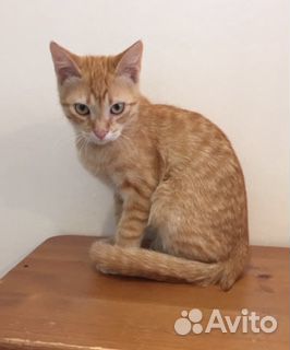 Славный котенок Рыжик в добрые руки