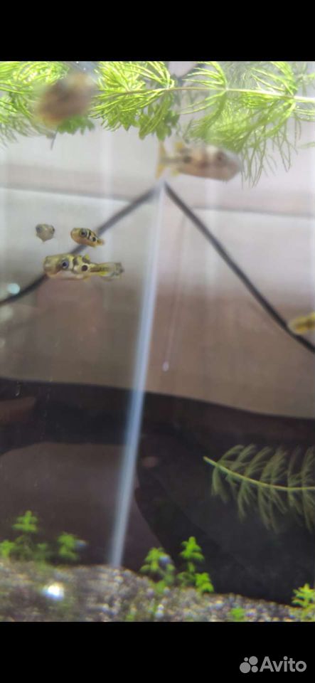 Карликовые тетрадоны, тетрадон карликовый 8шт