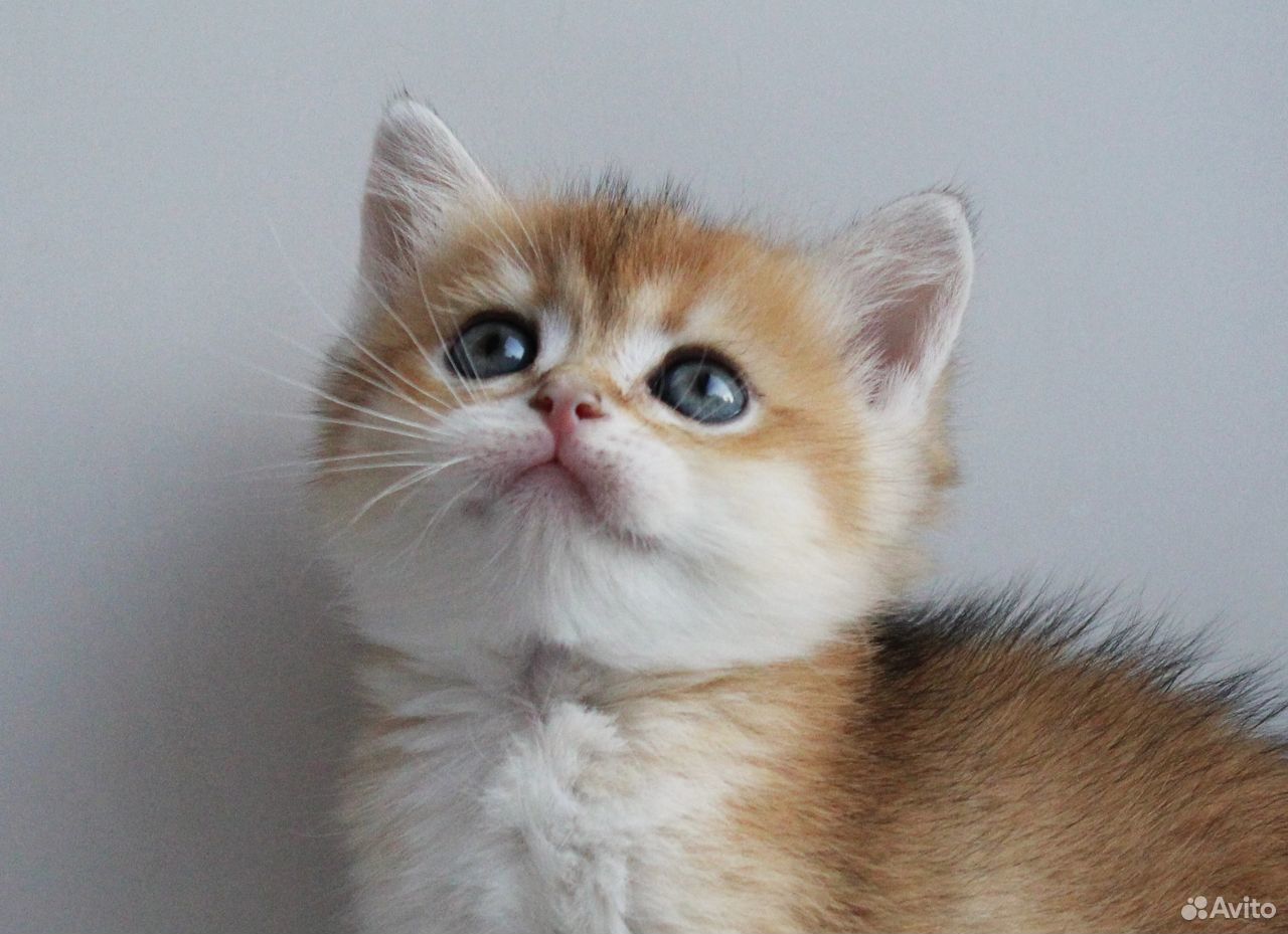 Обворожительные котята