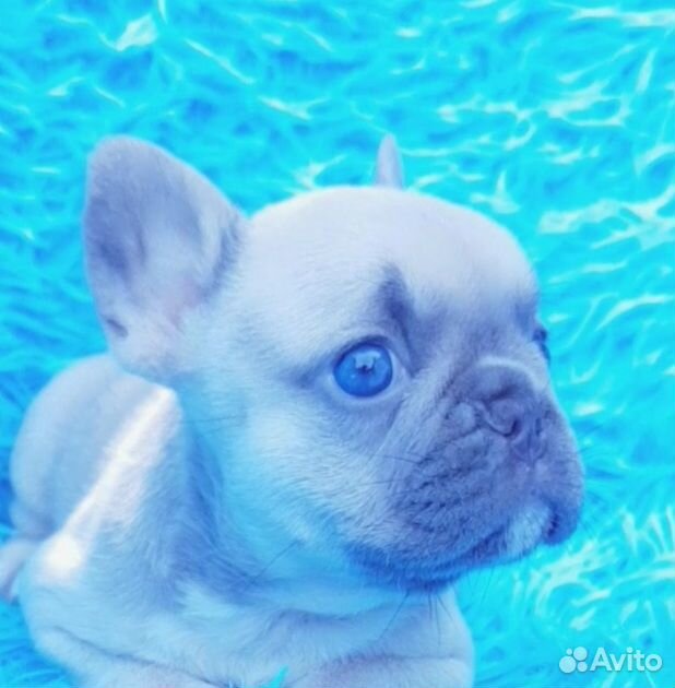 Французский бульдог лиловая красотка