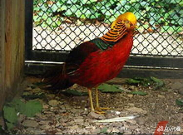 Фазан(самка,самец)