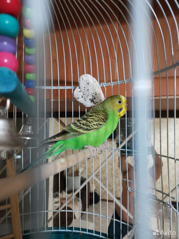 Попугай бесплатно