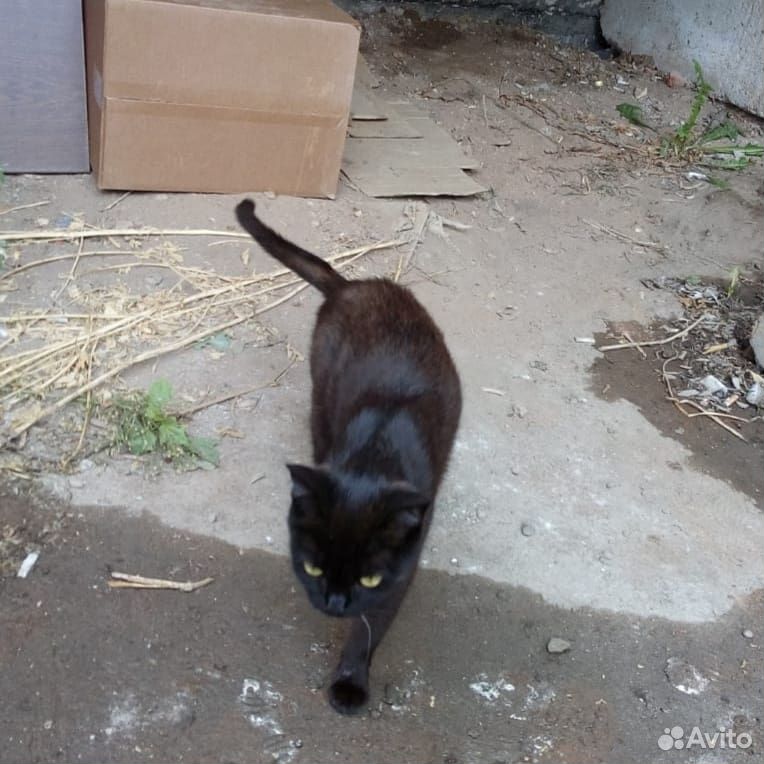 Маленькая пантерка