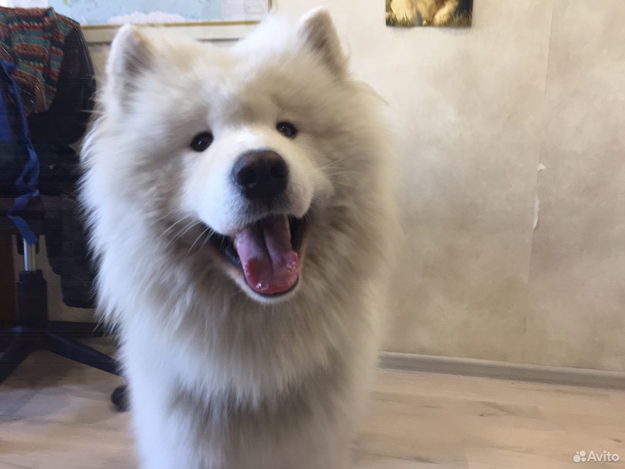 Самоедская лайка, вязка