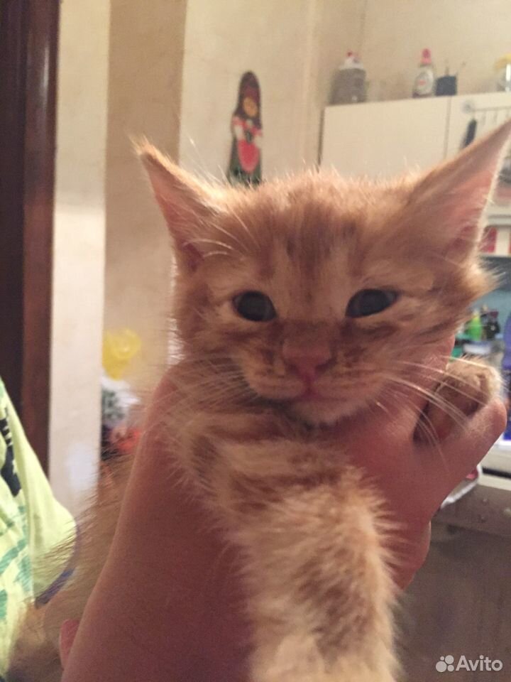 Котёнок помись норвежская лесная +британец