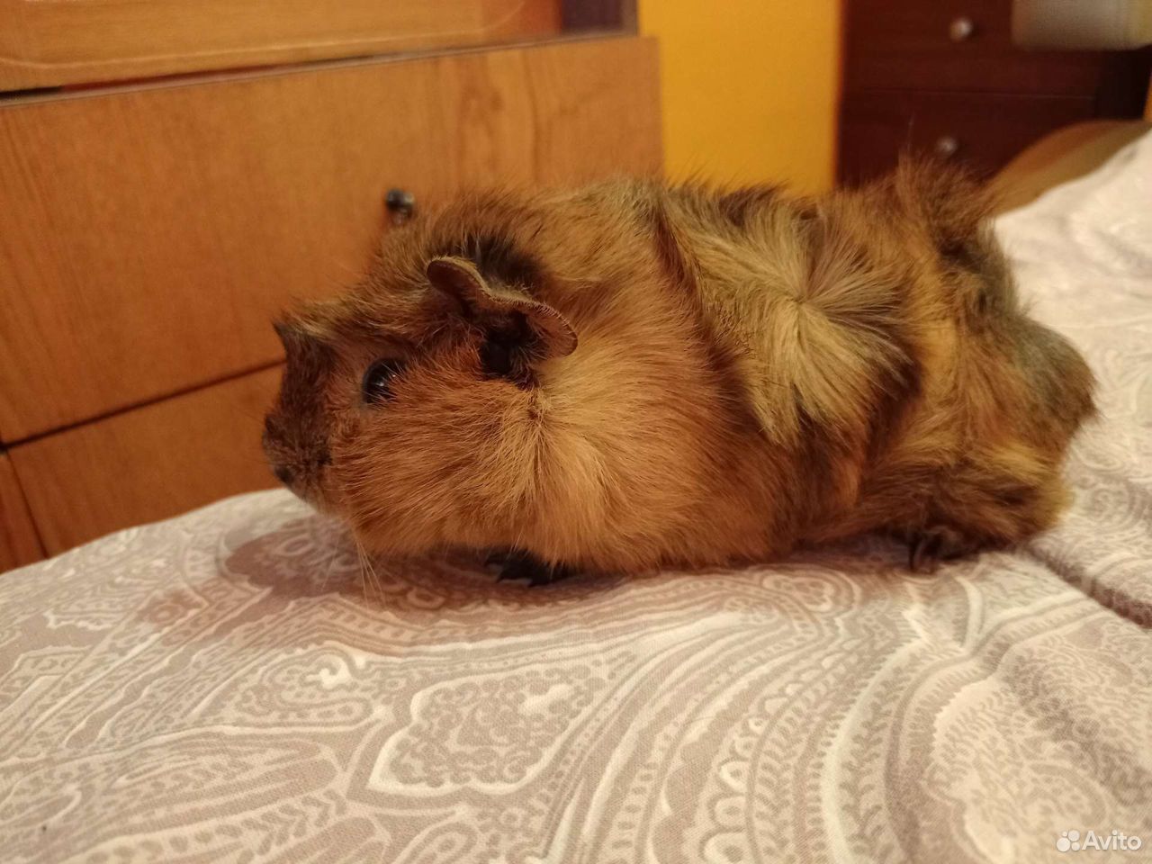 Продадим морскую свинку