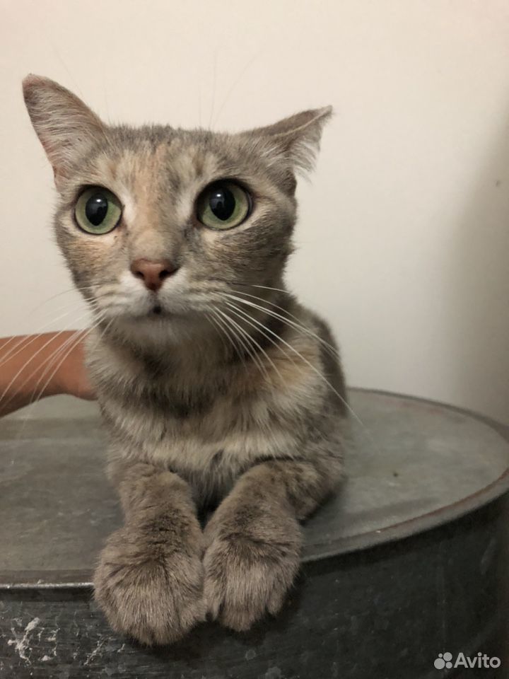 Кошка и двое котят(мальчик и девочка)