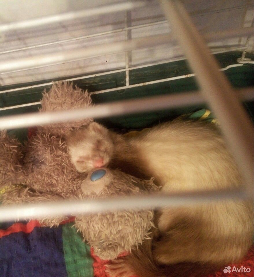 Ищем мальчика на вязку