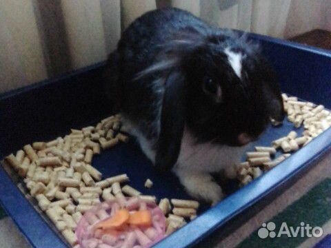 Декоративная крольчиха