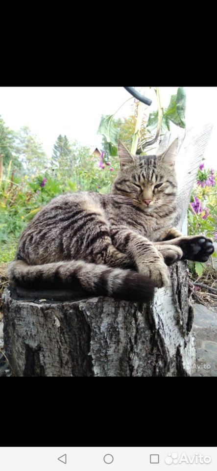 Кот-мышелов 3 года