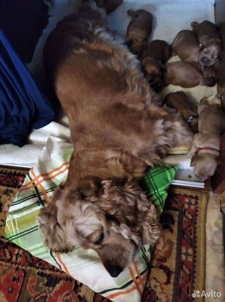 Кокер спаниель