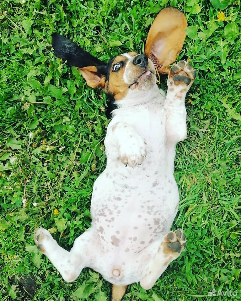 Бассет-хаунд девочка