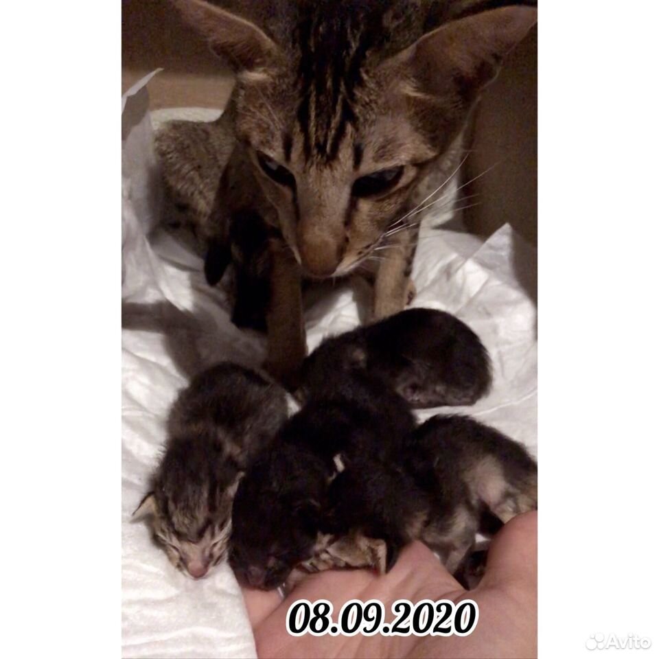 Котята ориентальчики