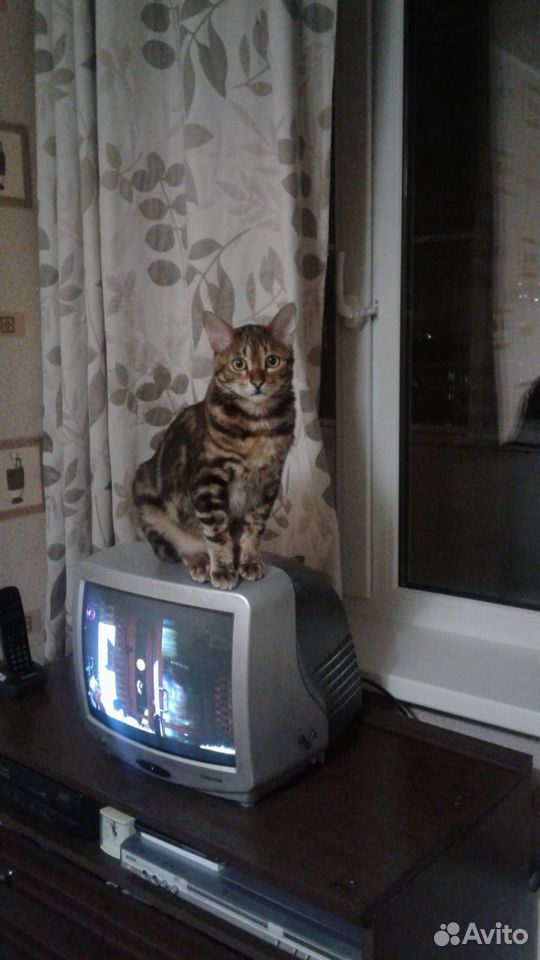 Бенгал, мальчик, 1 год