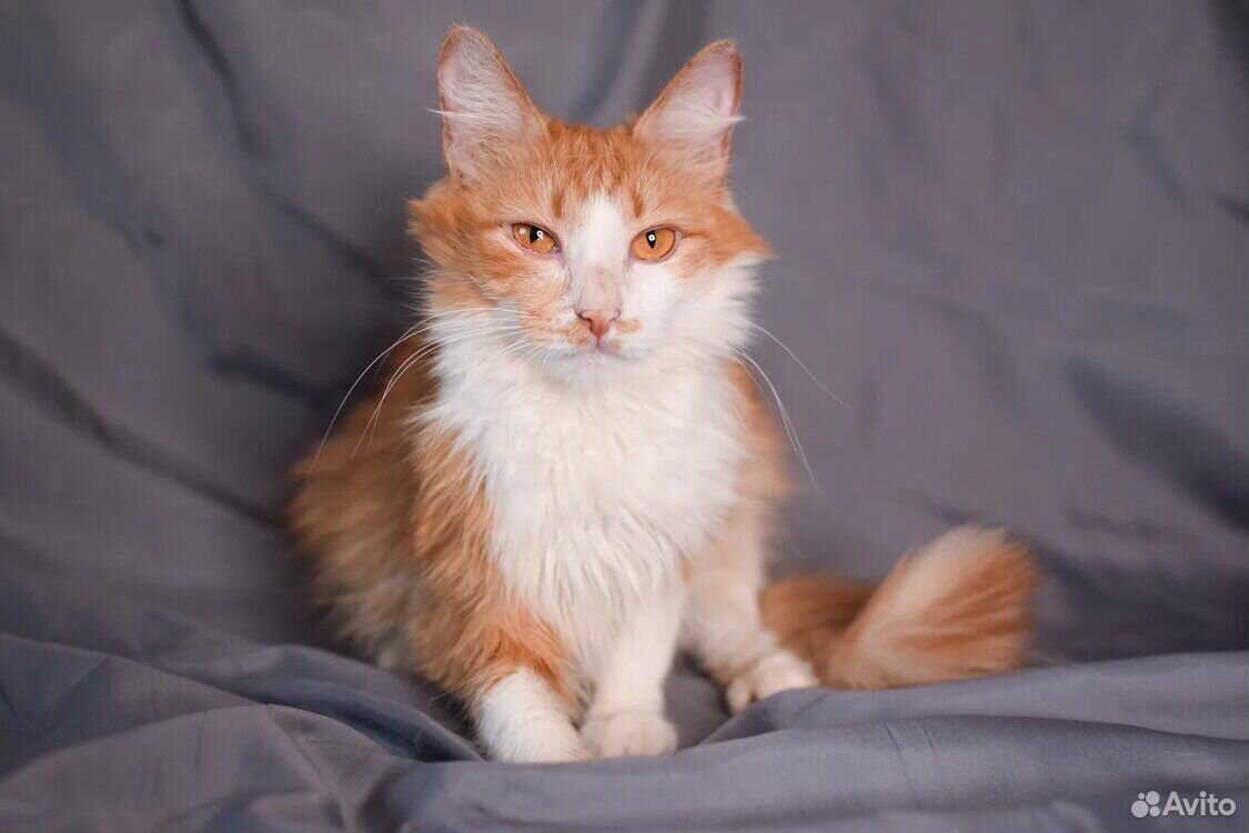 Рыжая пушистая кошечка Йося в добрые руки