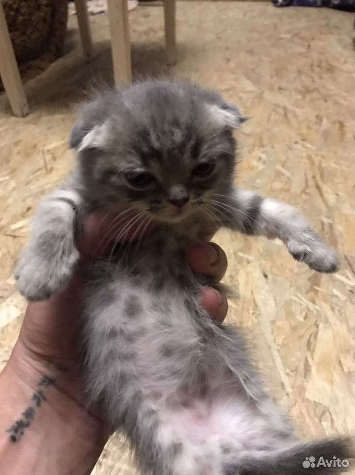 Милашки котята