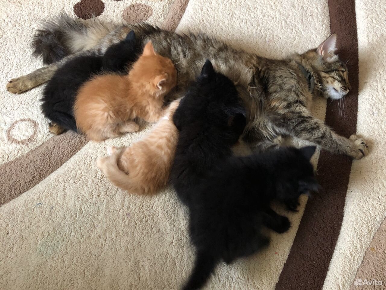 Отдам котят в хорошие руки за чисто символическую