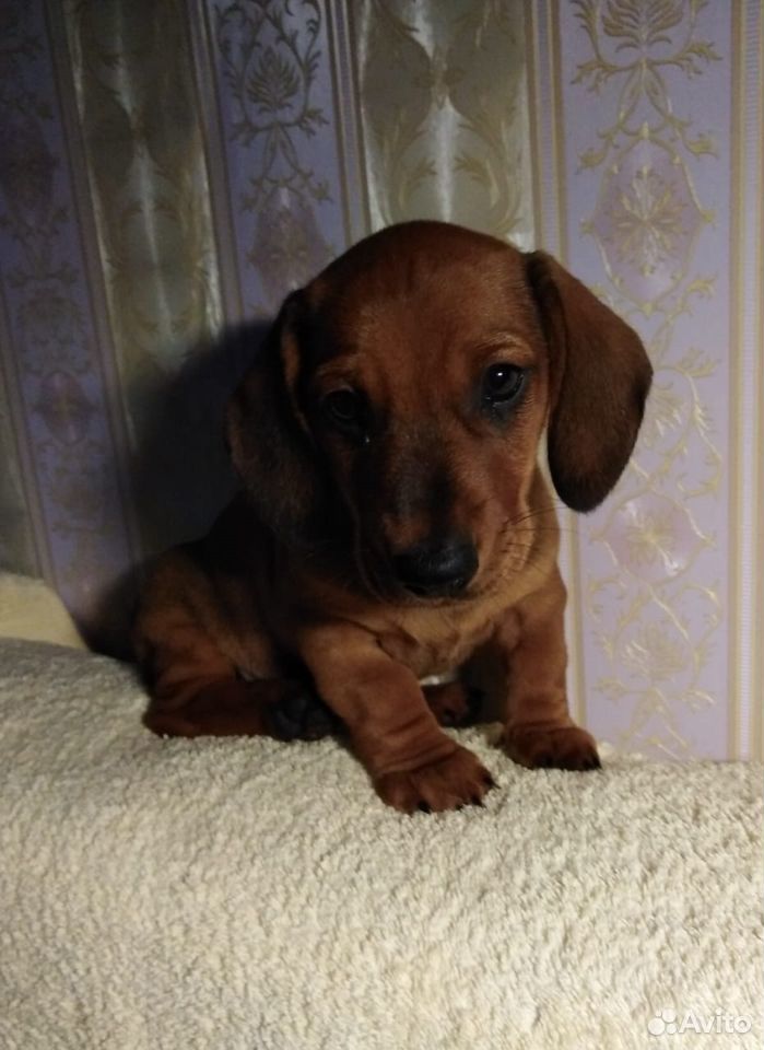 Щенок таксы