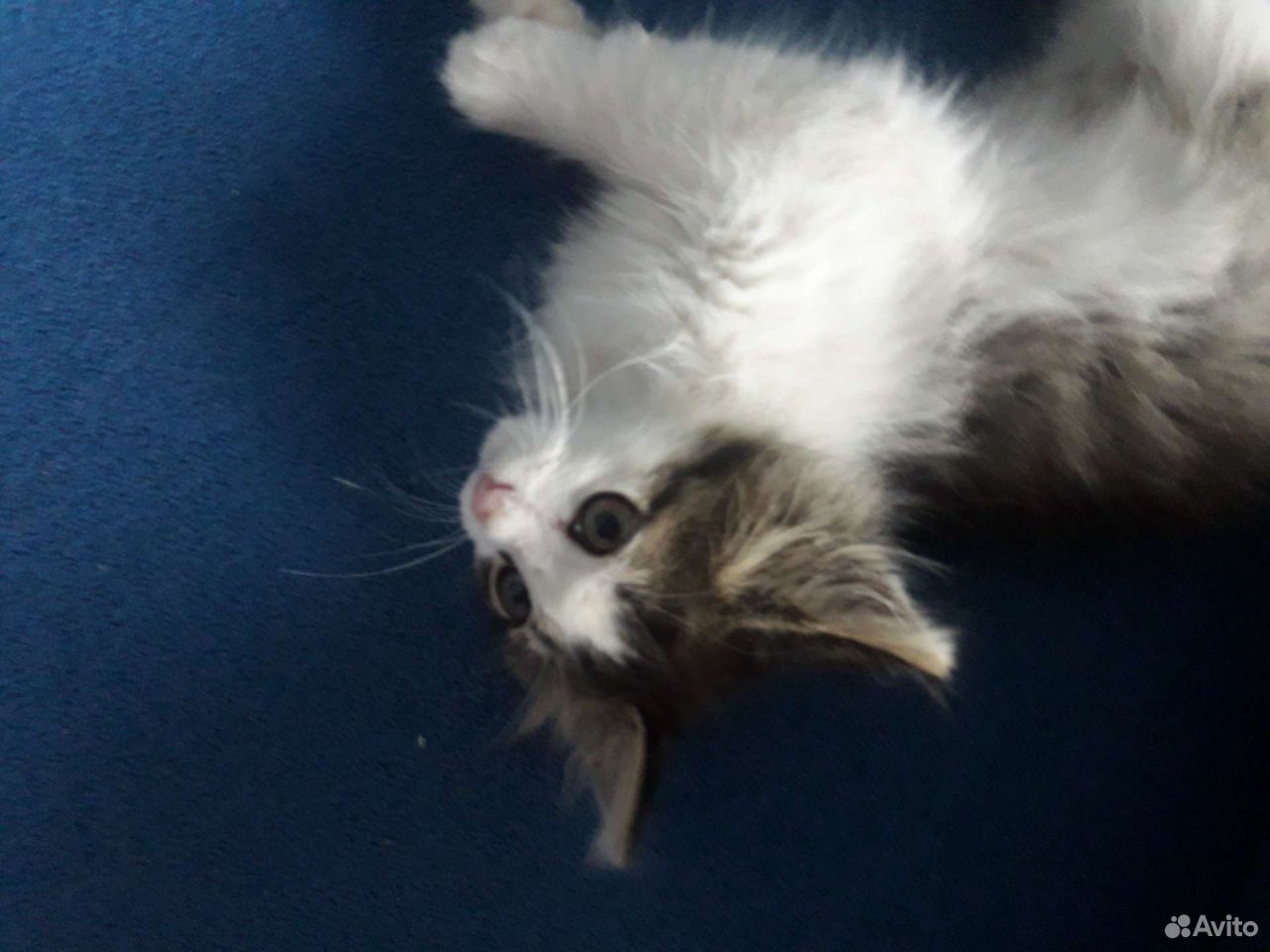 Котенок 1.5-2 мес