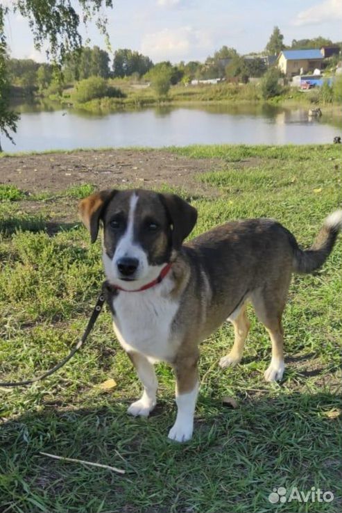 Прикольный пёс Шурик, метис таксы