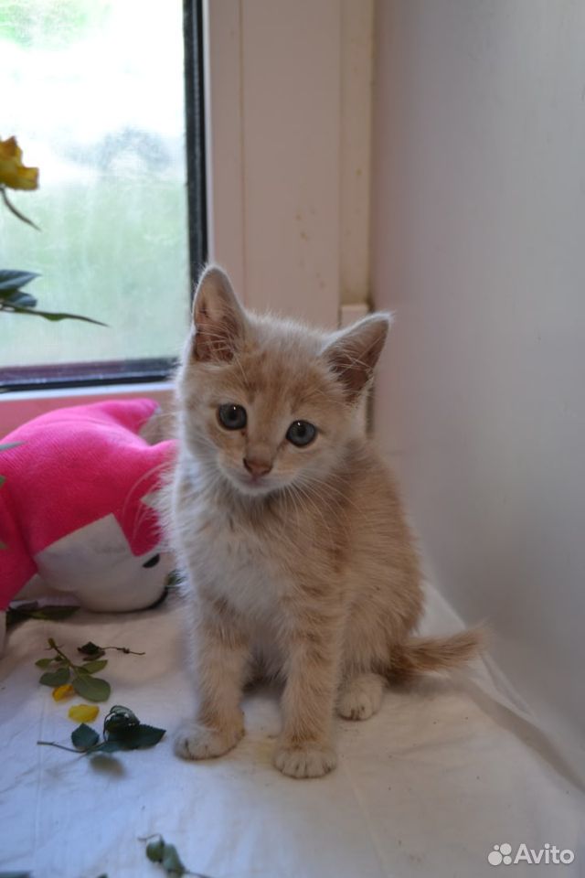 Котенок в добрые руки