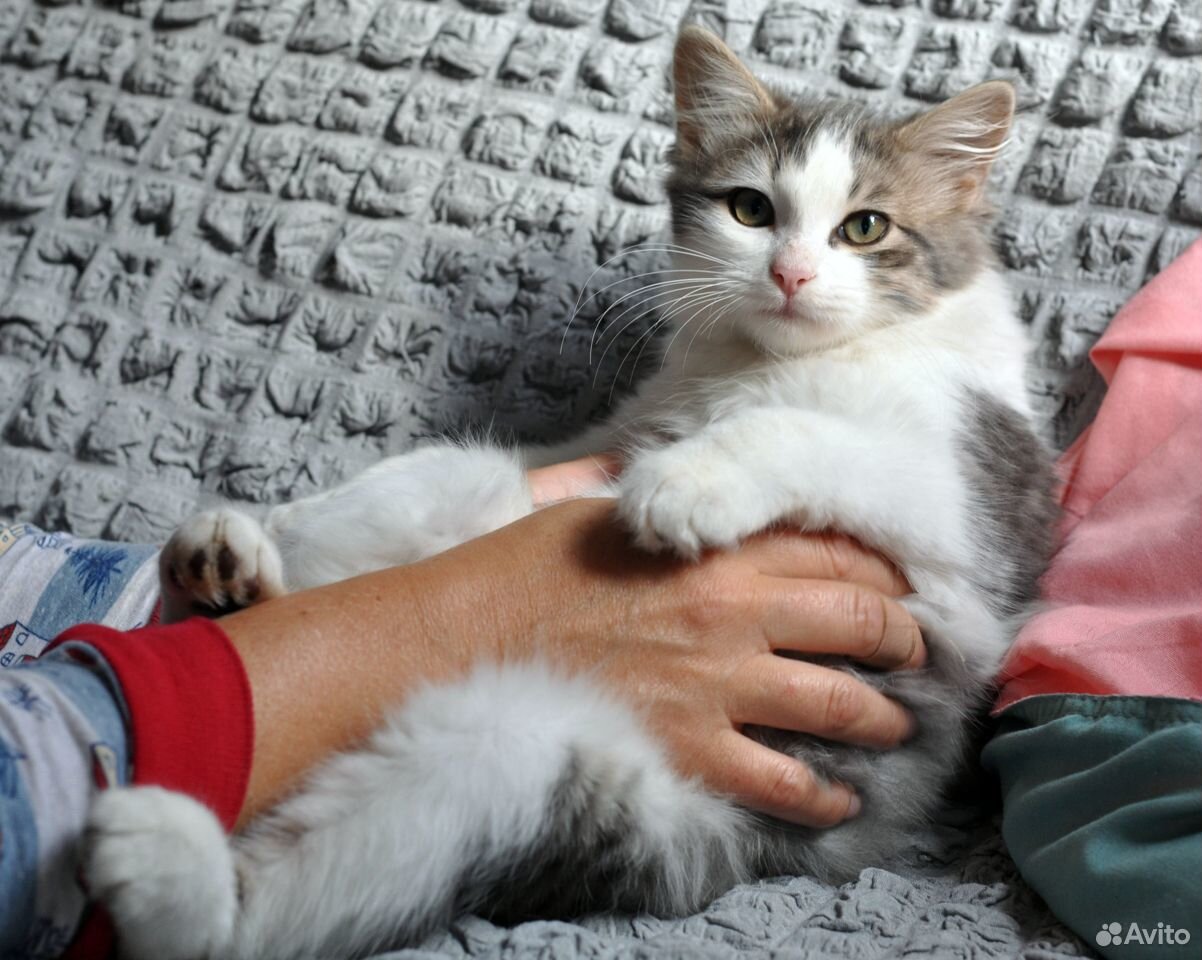 Котенок метис сибирского. Пацан, 4 месяца