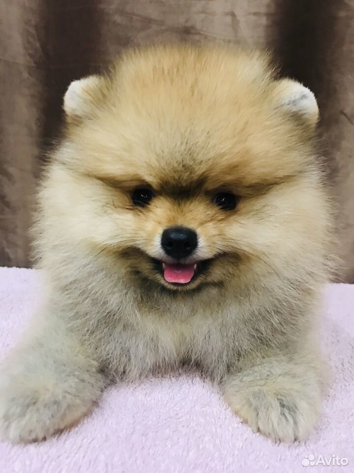 Померанский шпиц