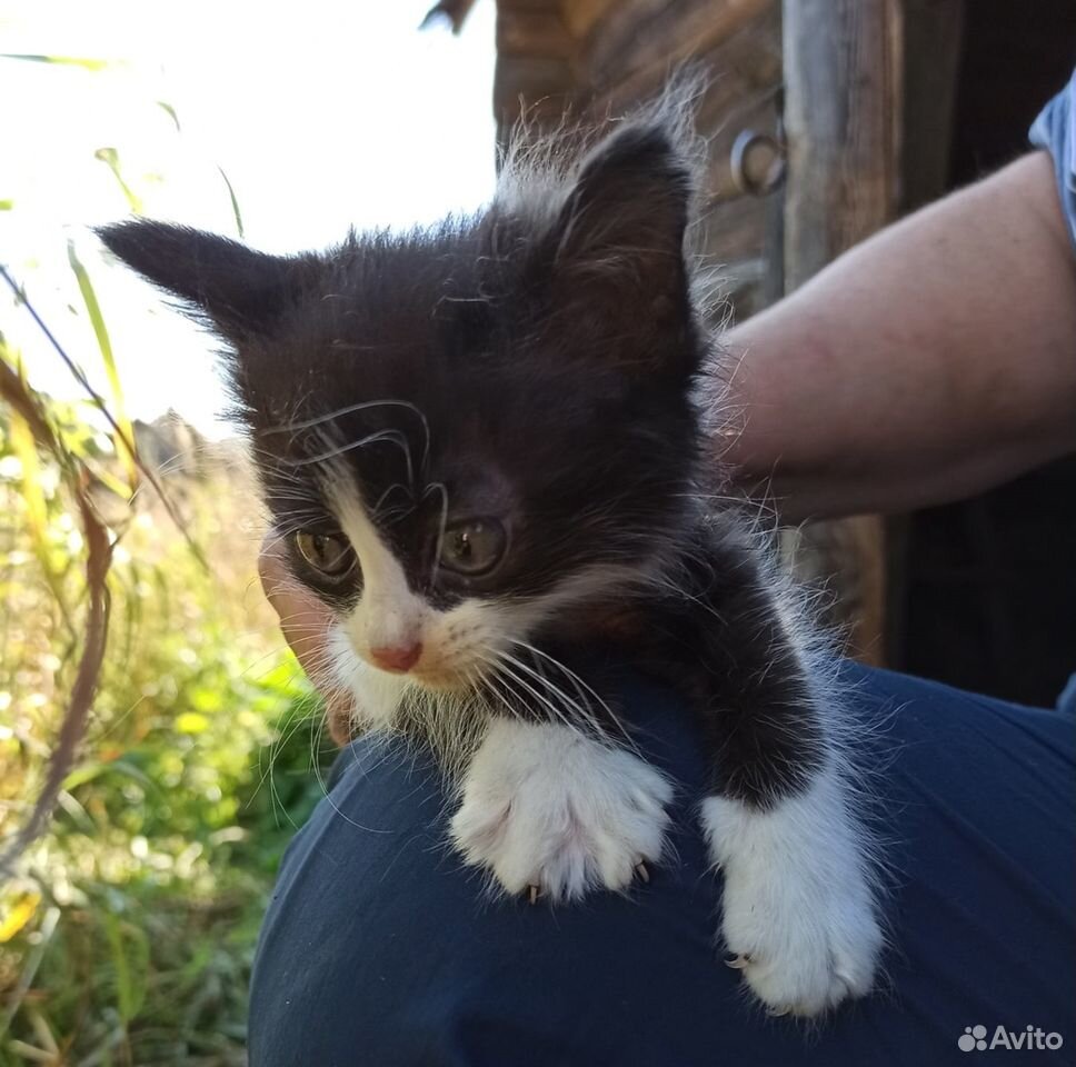 Котята беспородные