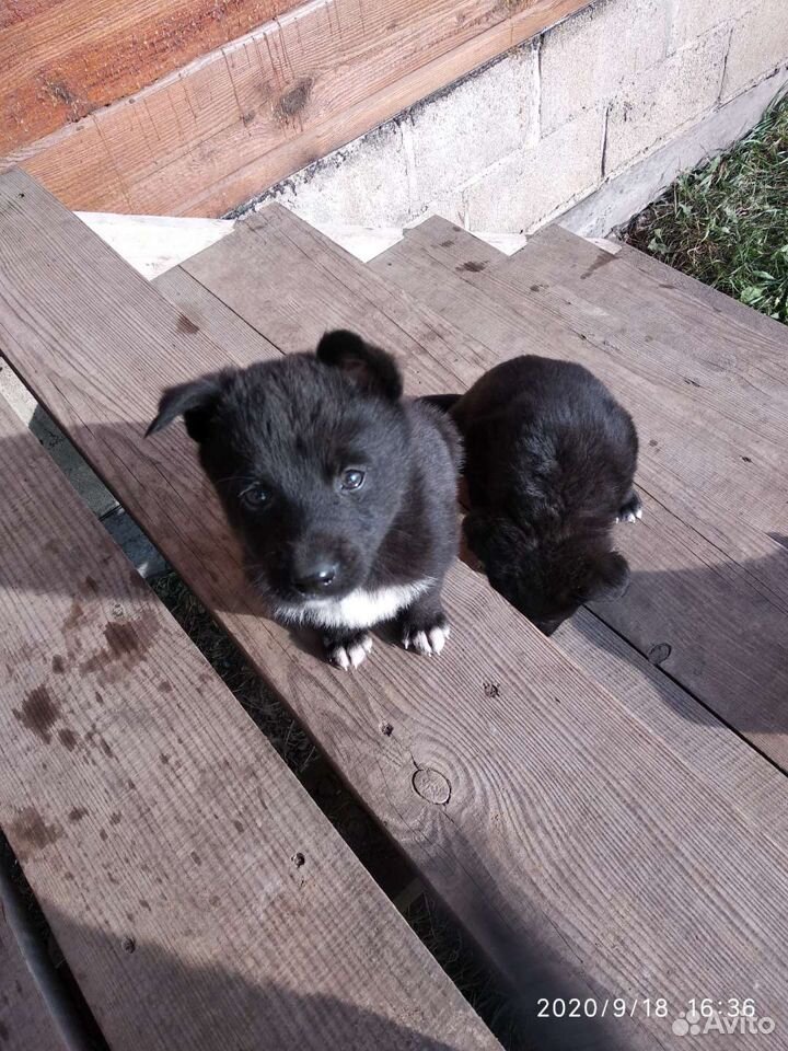 Щенята в добрые руки