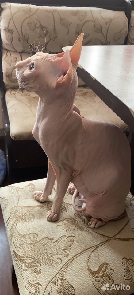 Донской сфинкс