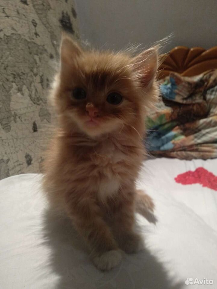 Котёнок