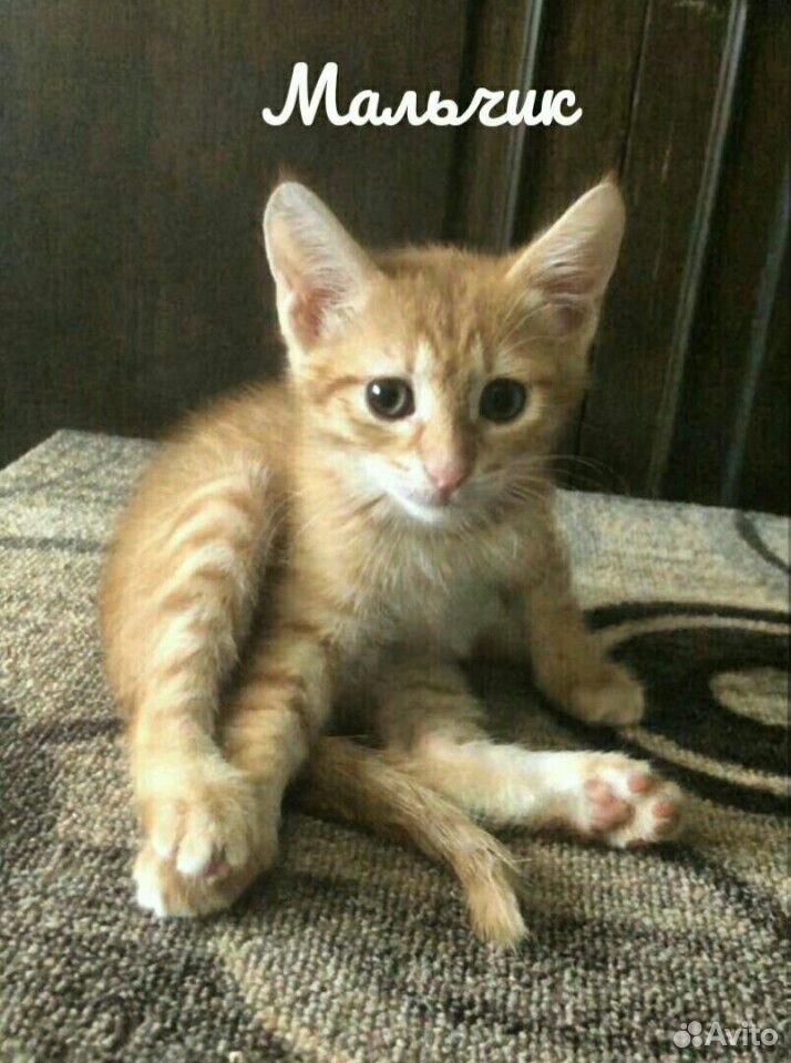 Солнечный котенок, 2,5 месяца