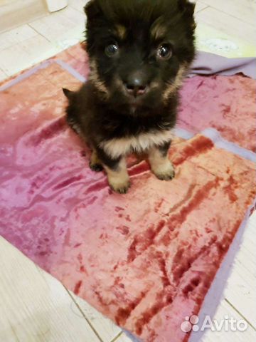 Щенок Малышок в добрые руки