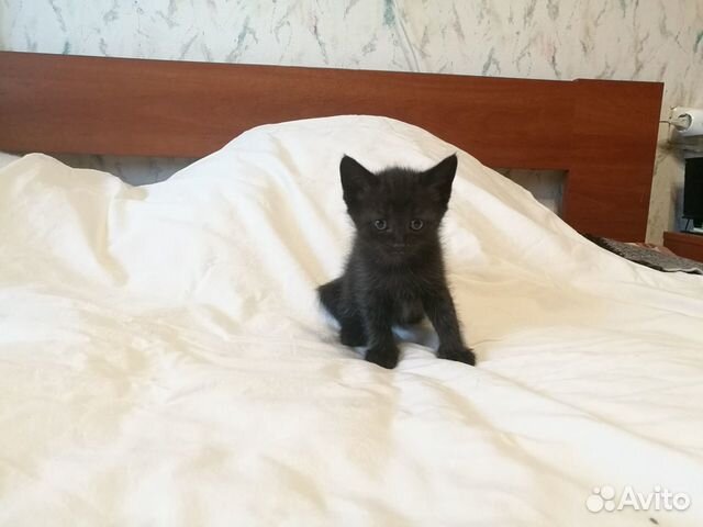 Котенок темно-серый (мальчик)