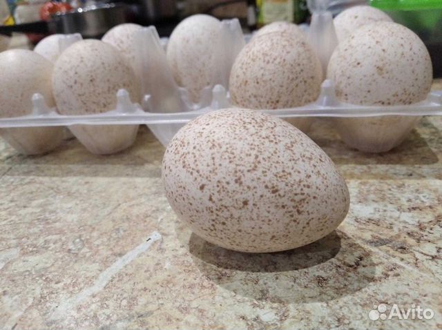 Индюшиное инкубационное яйцо