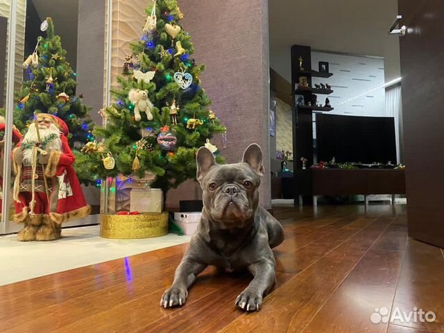 Французский бульдог (Голубой) - вязка