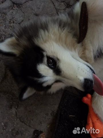 Собака хаски