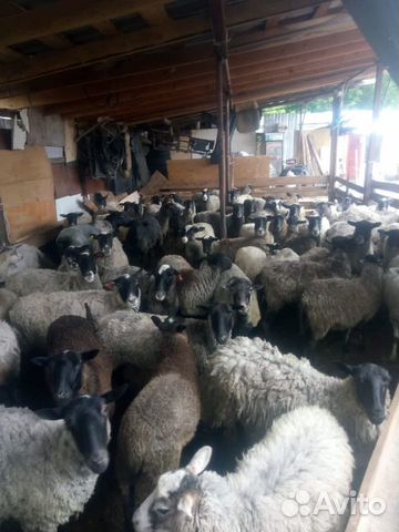 Овцы на мясо и на племя