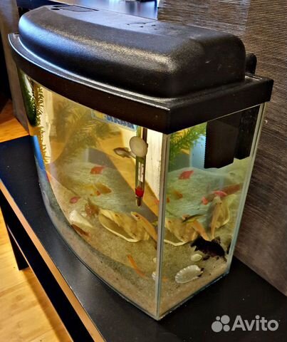 Аквариум