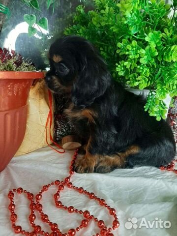 Супер кавалер спаниель малыши