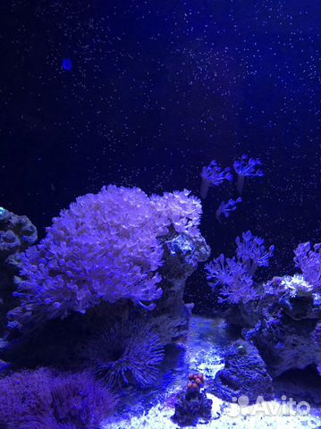 Коралл ксения пульсирующая