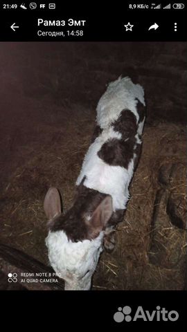 Сельхоз животные